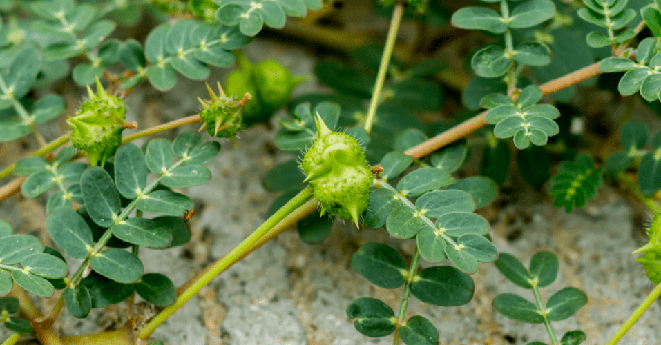 How to Get Rid of Puncturevine - Trim That Weed
