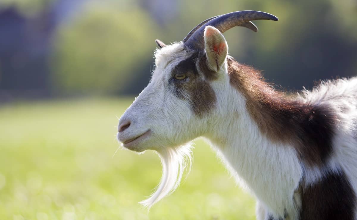 Best Clippers For Goats
