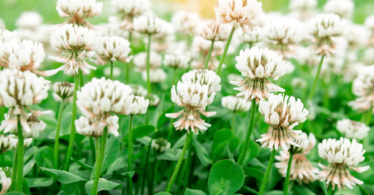 How to Get Rid of White Clover - Trim That Weed