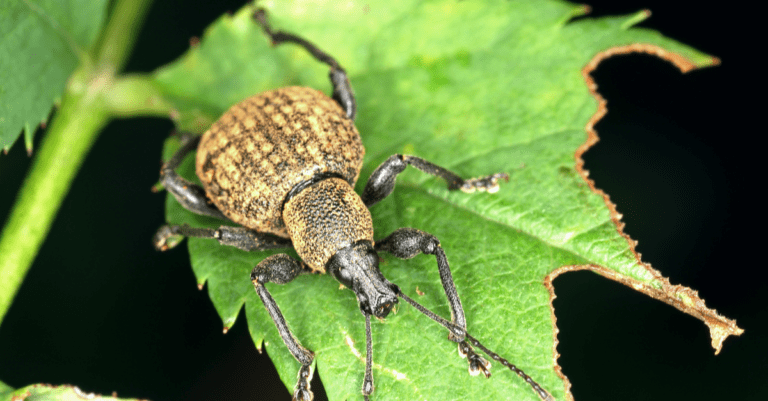 How to Prevent and Get Rid of Adult Vine Weevil - Trim That Weed