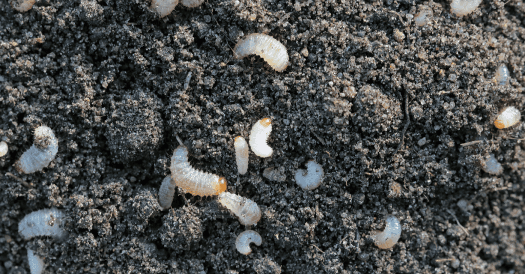 Common Garden Bugs Found In Your Yard