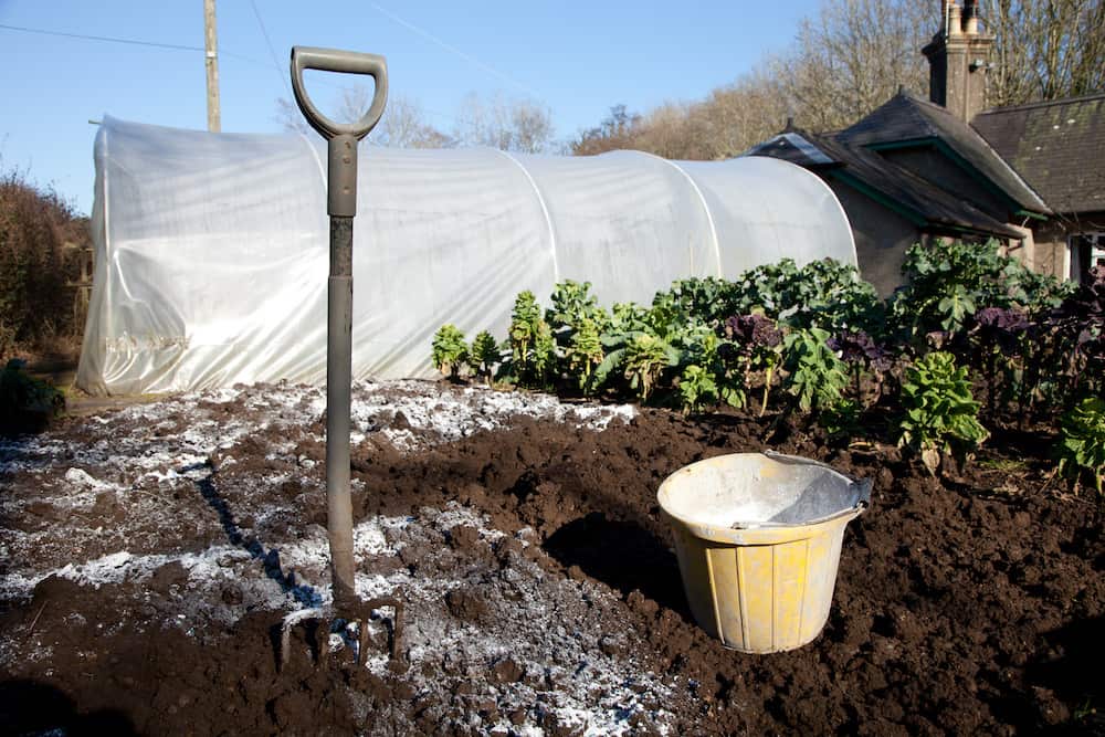 When to Apply Lime to Vegetable Garden - Trim That Weed