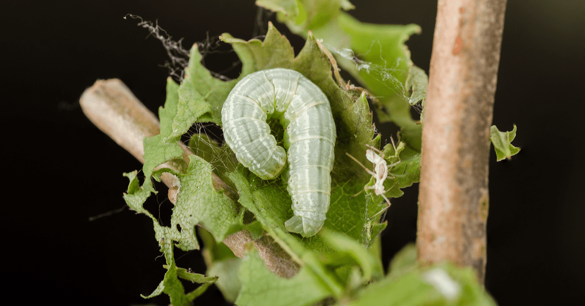 How to Prevent and Get Rid of Winter Moth - Trim That Weed