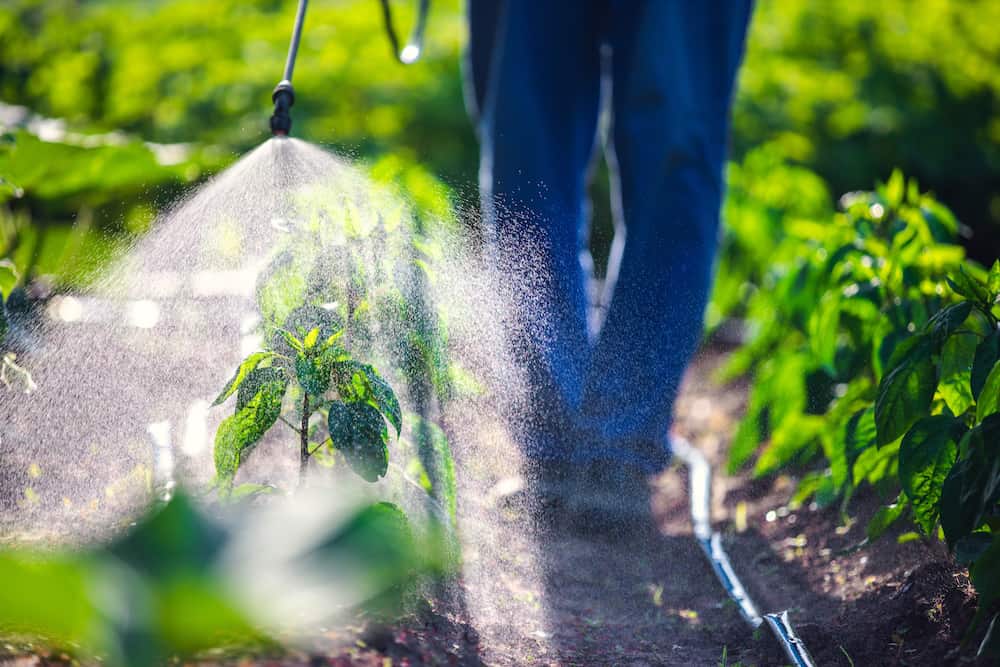 Best Organic Insecticide for Vegetable Garden - Trim That Weed