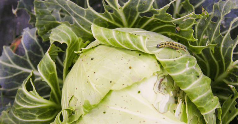 How to Prevent and Get Rid of Cabbage Caterpillar - Trim That Weed