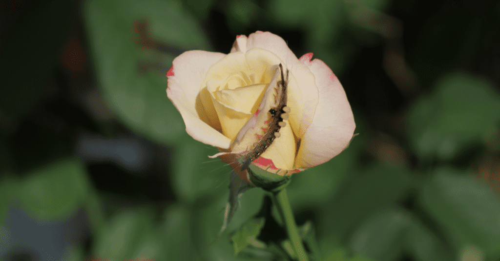 Common Garden Bugs Found In Your Yard