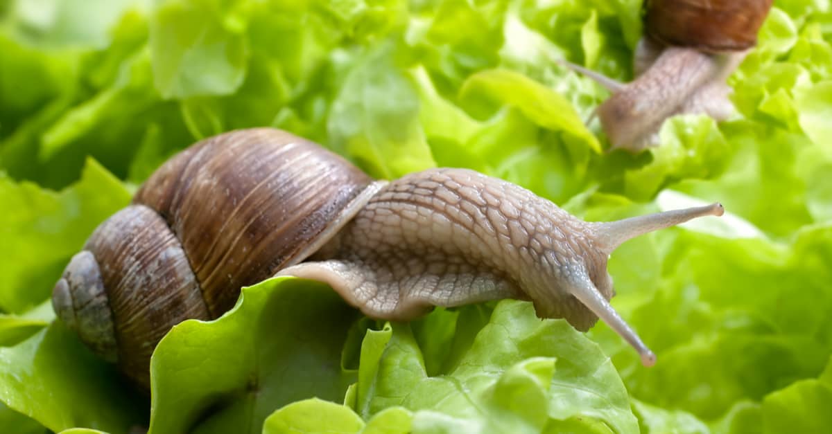 How to Prevent and Get Rid of Slugs & Snails - Trim That Weed