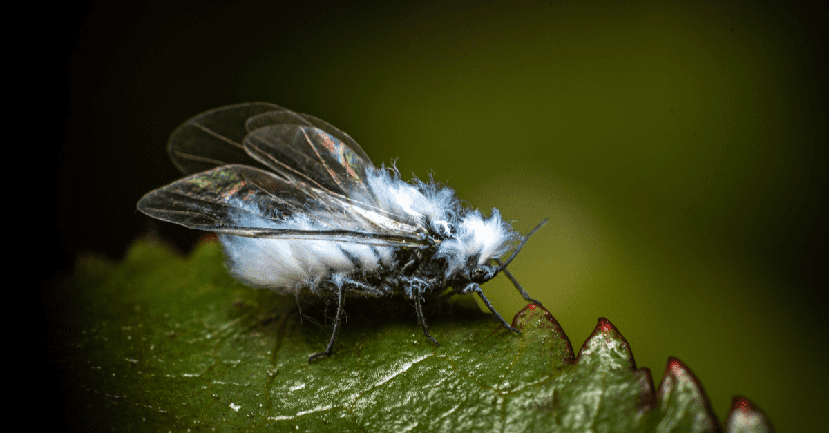 How to Prevent and Get Rid of Wooly Beech Aphid - Trim That Weed