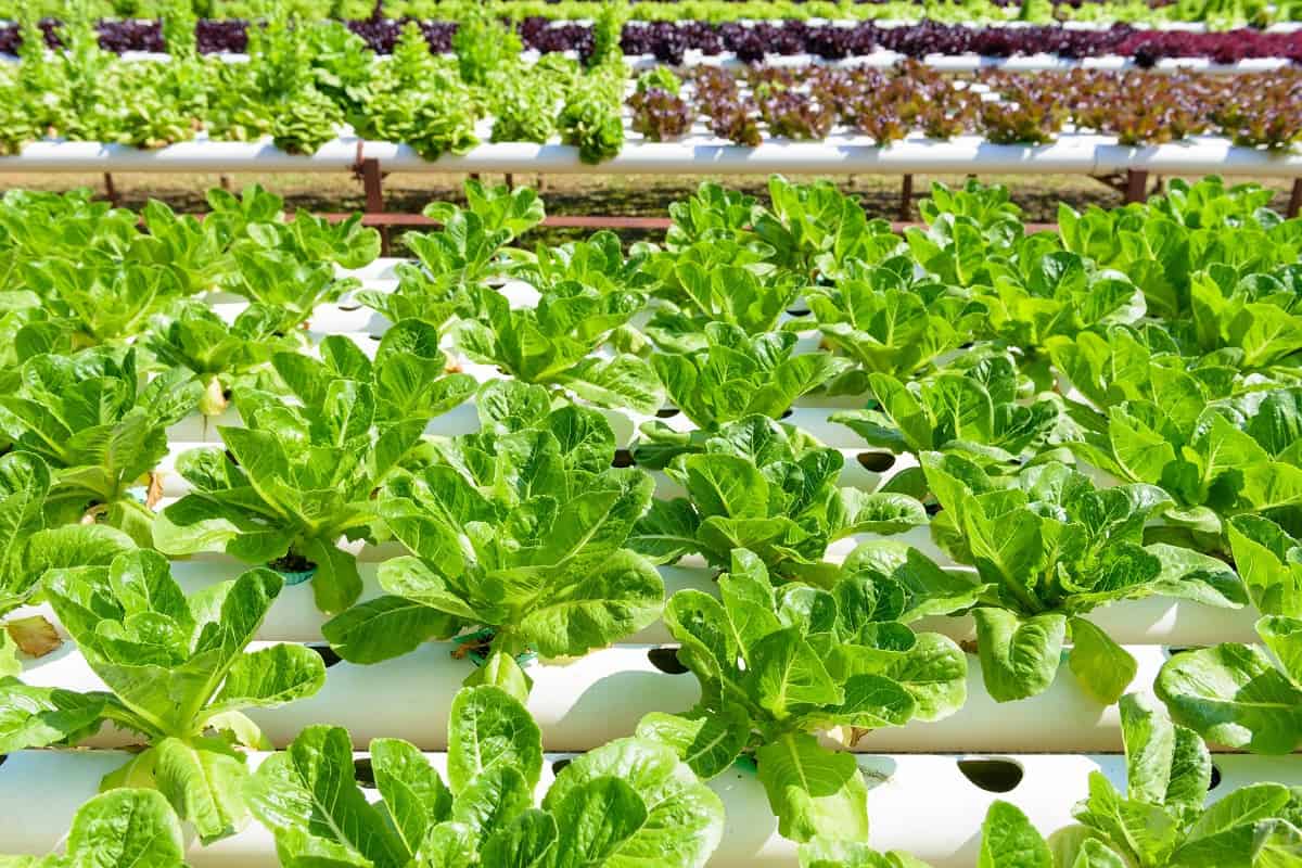 Best Hydroponic Nutrients For Vegetables