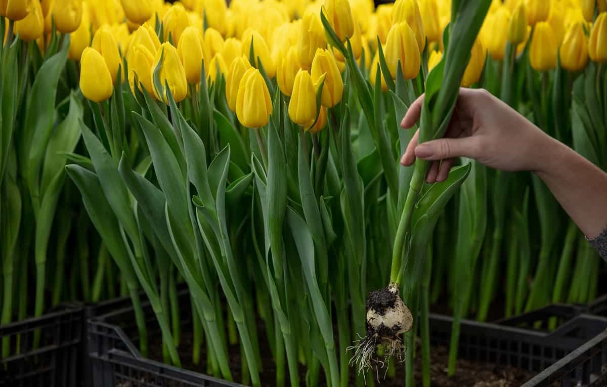 How To Get Rid Of Bulb Weeds