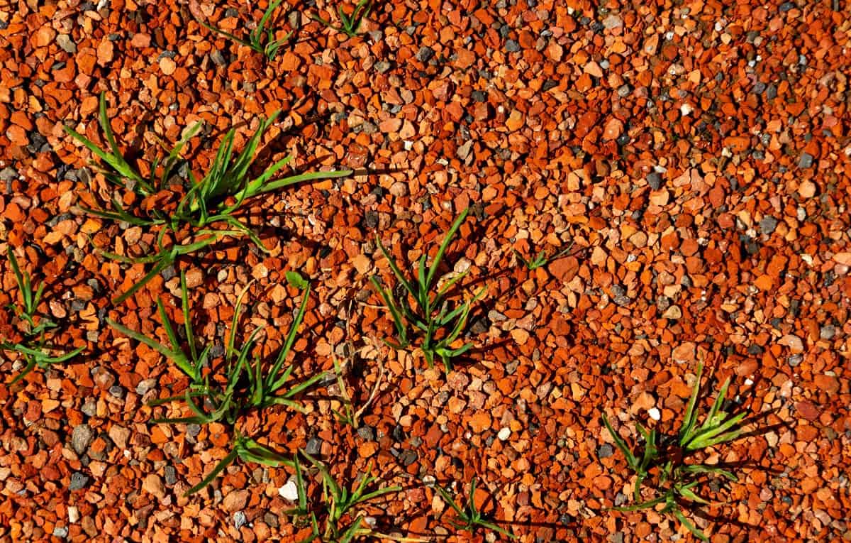 How To Get Rid Of Weeds In Ground Cover
