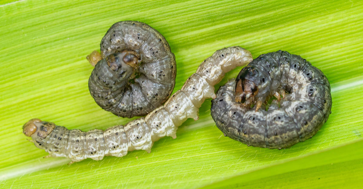 How to Prevent and Get Rid of Cutworm - Trim That Weed
