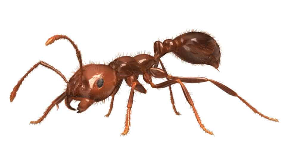 How to Prevent and Control Red Imported Fire Ant (RIFA) - Trim That Weed