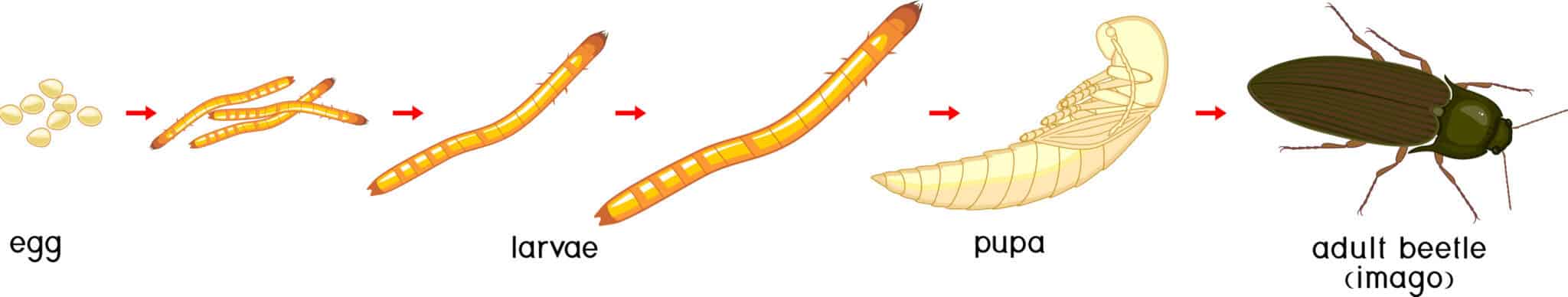 How to Prevent and Get Rid of Wireworms - Trim That Weed