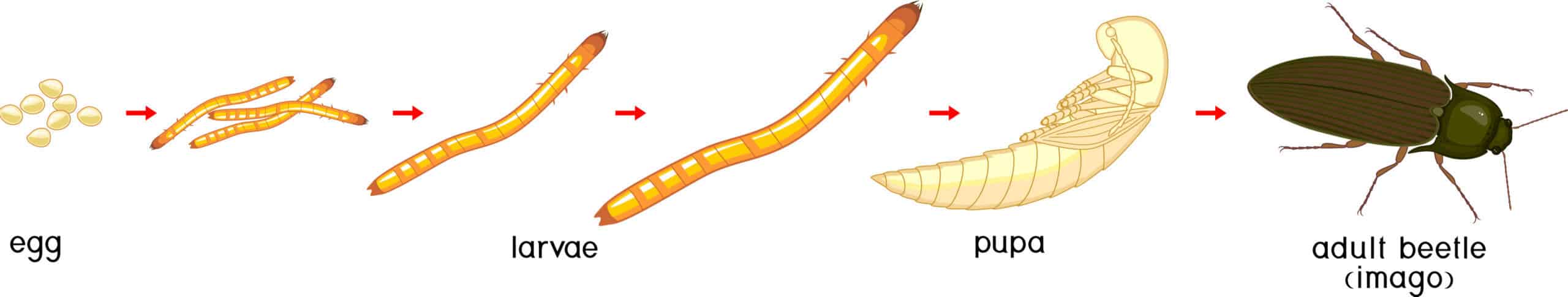 How to Prevent and Get Rid of Wireworms - Trim That Weed