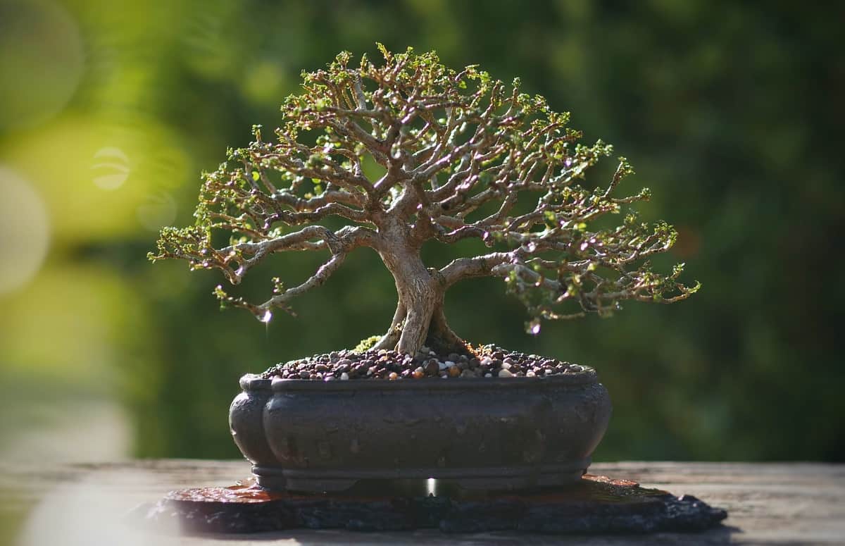 Best Bonsai Grow Lights