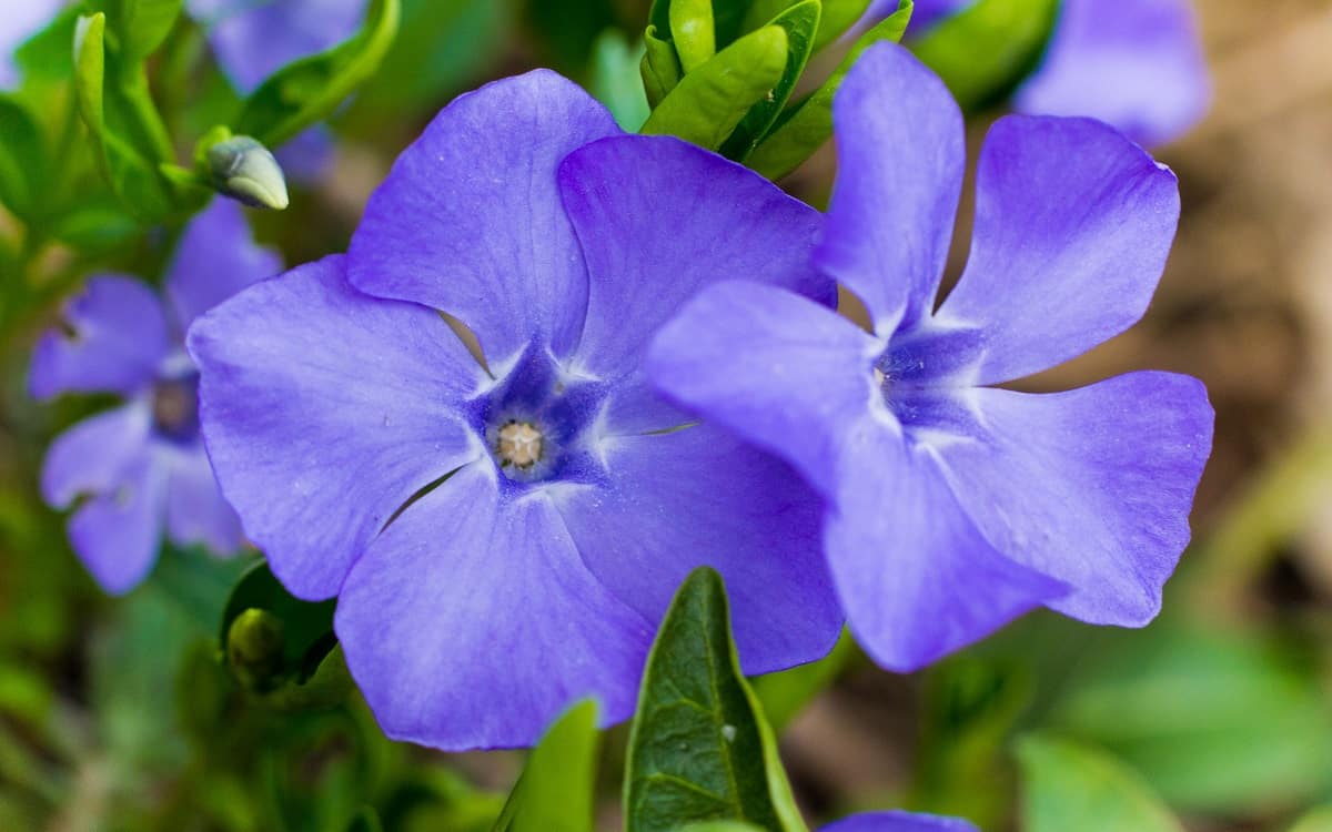 How to Get Rid Of Creeping Myrtle