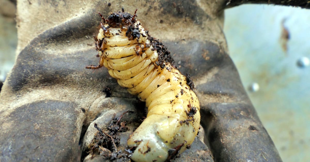 How to Prevent and Get Rid of Beetle Grubs - Trim That Weed