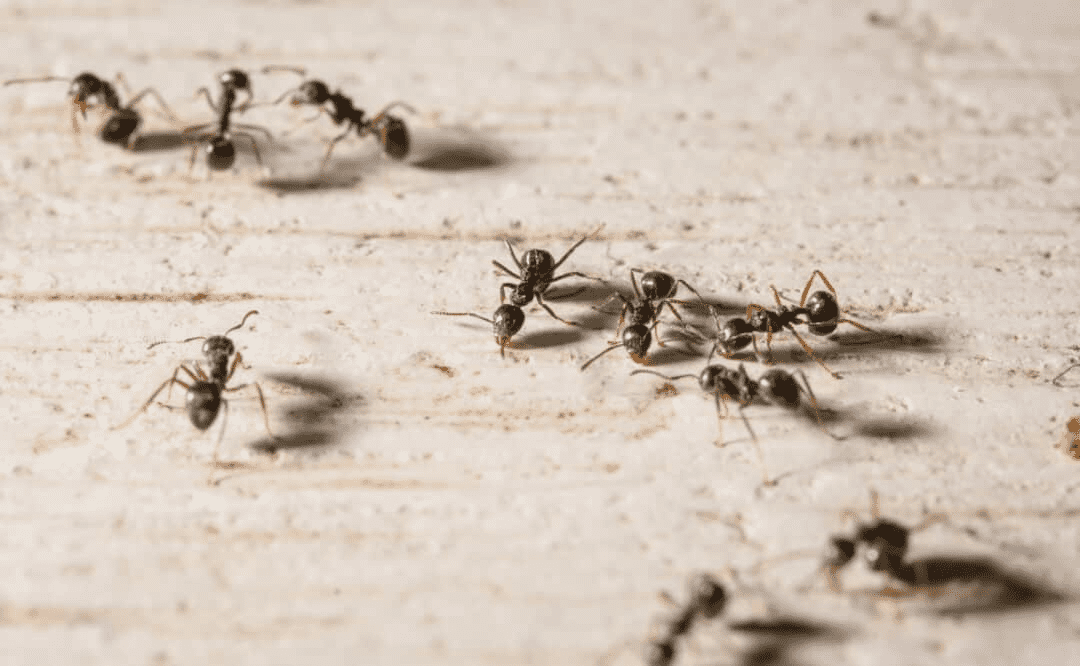 6 Natural Ways to Get Rid Of Ants - Trim That Weed